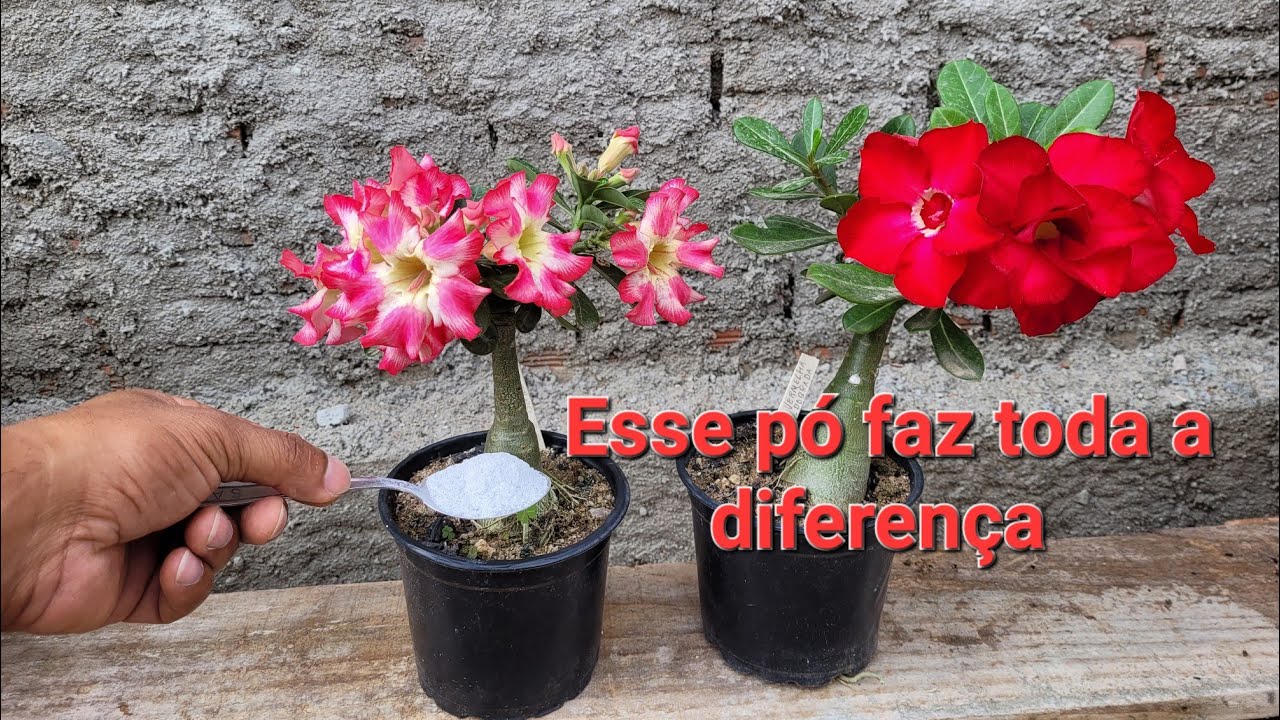 Como utilizar calcário nas rosas do deserto? - YouTube
