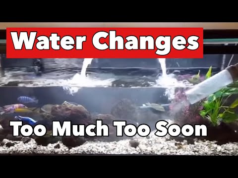 Does Changing Tank Water Stress Fish