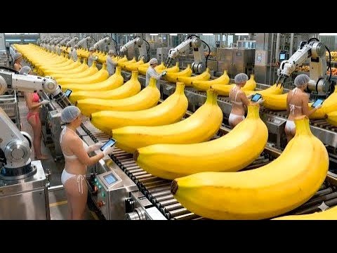 Inside a Modern Banana Factory: From Raw Bananas to Perfectly Dried ...