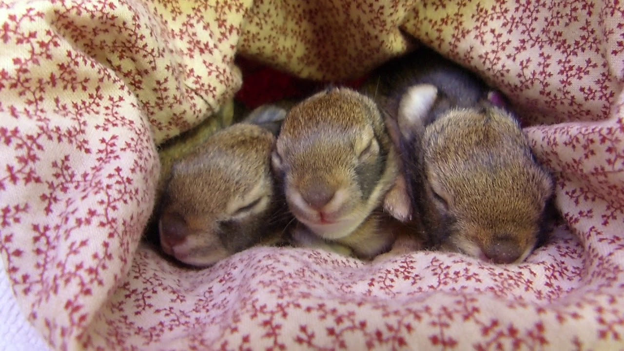 Project Wildlife PSA: Baby Rabbits and Hummingbirds - YouTube