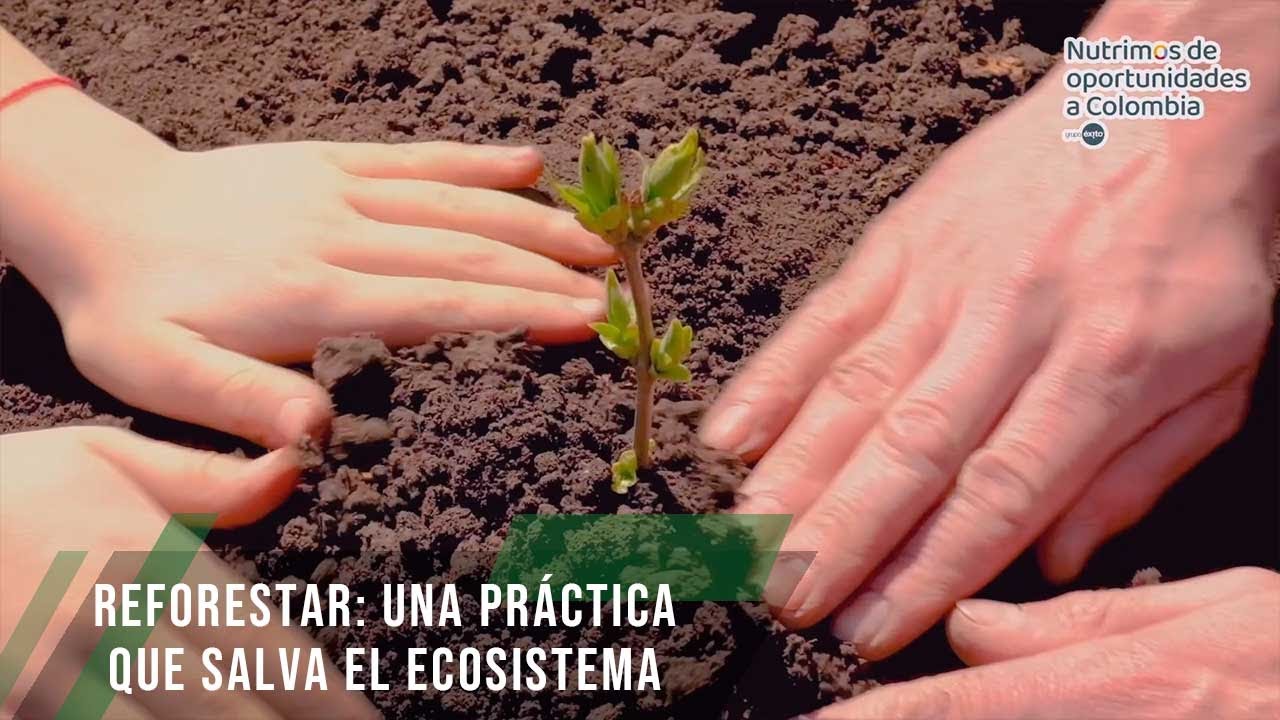 Reforestar: una práctica que salva el ecosistema - TvAgro por Juan ...