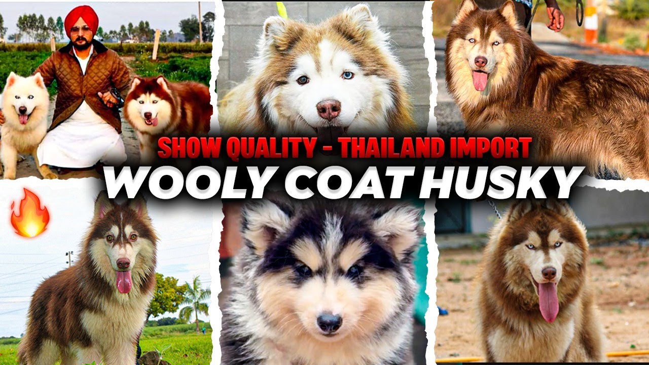 Show Quality Husky Puppies #Husky price ll Kci Registered puppy - YouTube