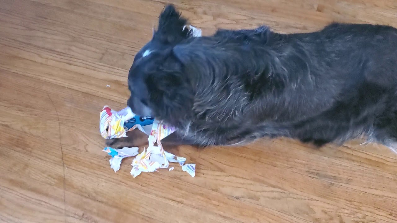 Bear opening his birthday gifts - YouTube