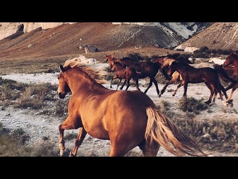 Pictures of Beautiful Horses Tumblr Video 🐎❤️