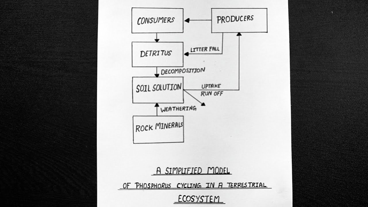 Diagram of Phosphorus Cycle in Terrestrial Ecosystem || Class 12 ...