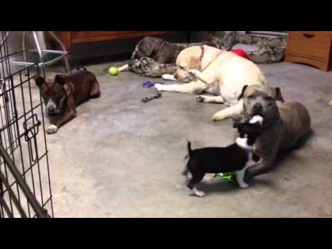 Sweet & Gentle Sable