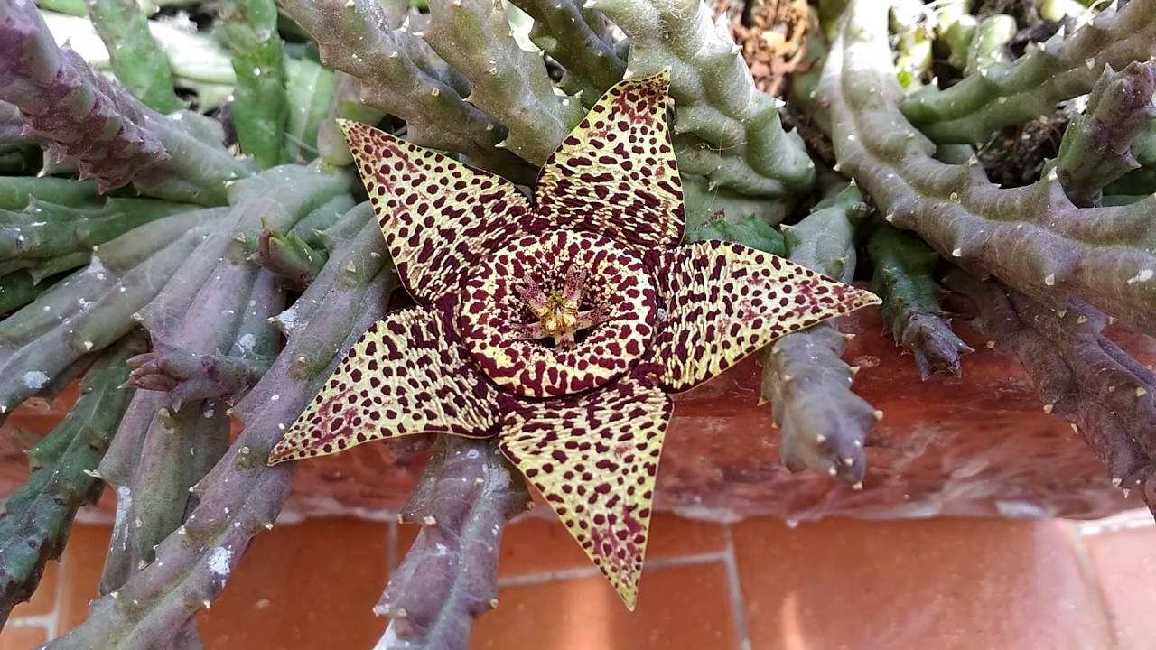 Stapelia variegata (Orbea ) - YouTube