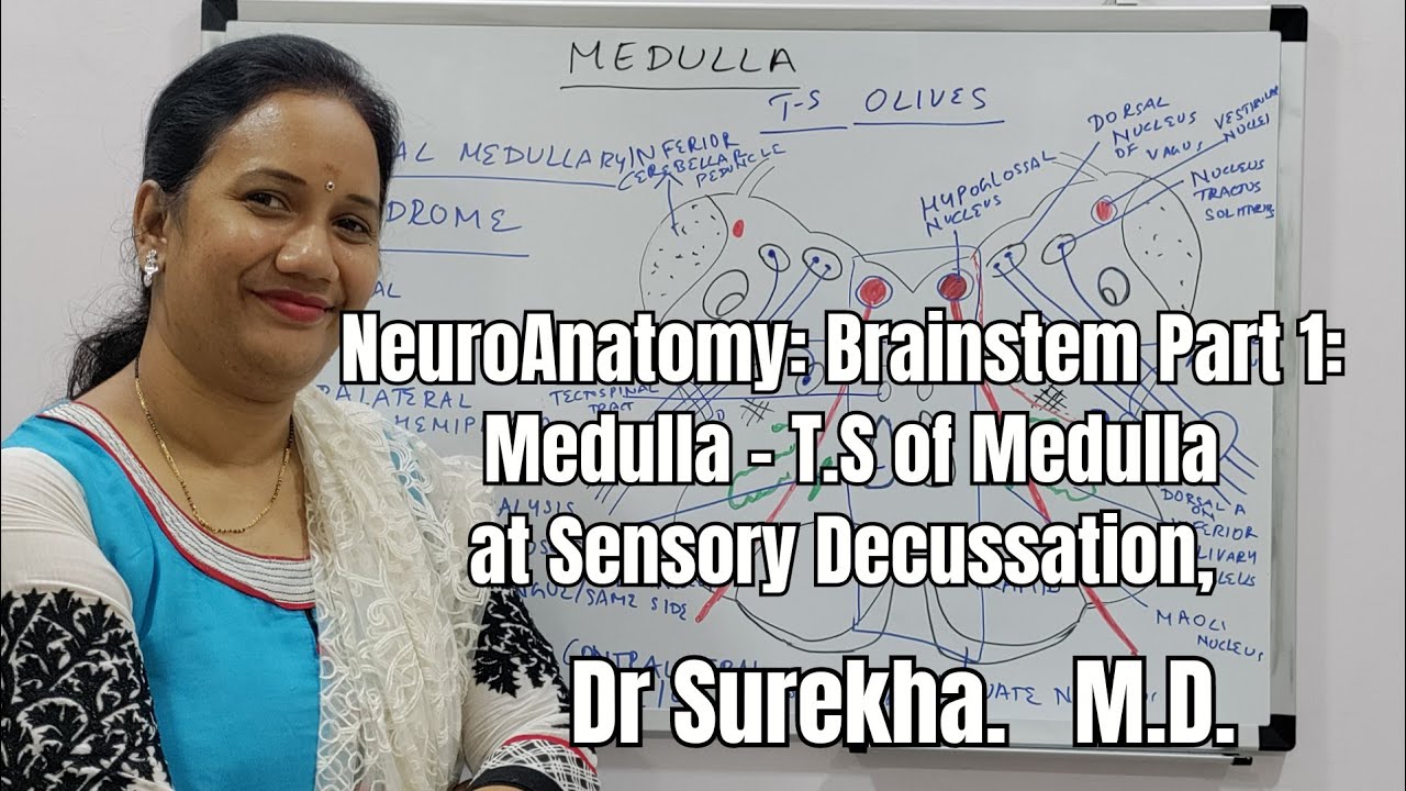 Anatomy Lectures Neuroanatomy: T.S. of Medulla At Sensory Decussation ...