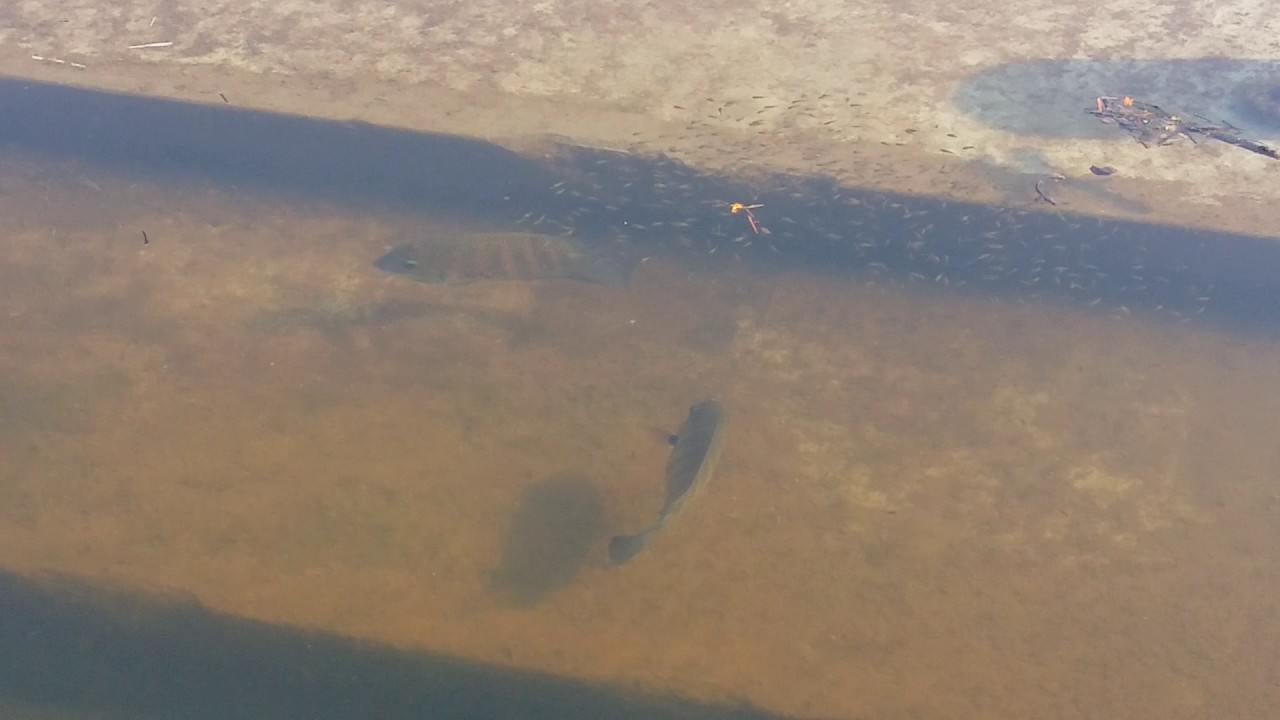 Wild Green Chromide (Etroplus suratensis) breeding in Neyyar River ...