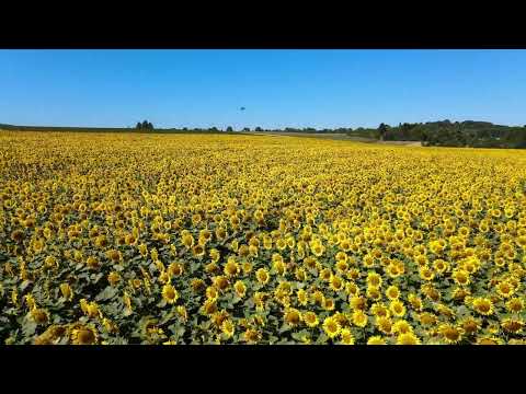 4K HD AYÇİÇEĞİ BAHÇESİ MANZARA VİDEOSU - (TELİFSİZ)