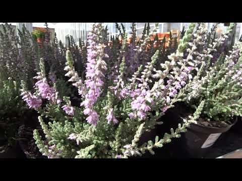 Calluna vulgaris var. Silver Knight (vřes obecný) - YouTube