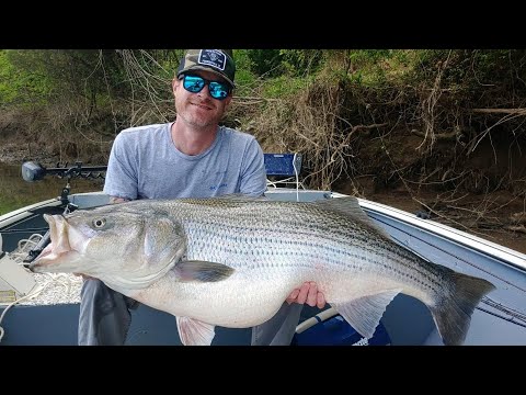 2 of the BIGGEST STRIPERS ever Caught - How to Book your TROPHY STRIPER ...