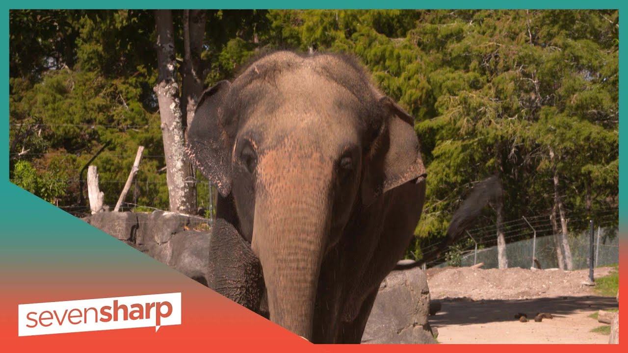 Auckland Zoo looking for new home for its last elephant - YouTube