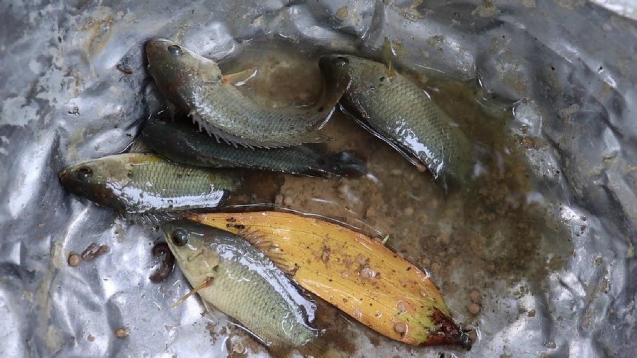 Traditional hook fishing | Fishing for climbing perch fish - YouTube