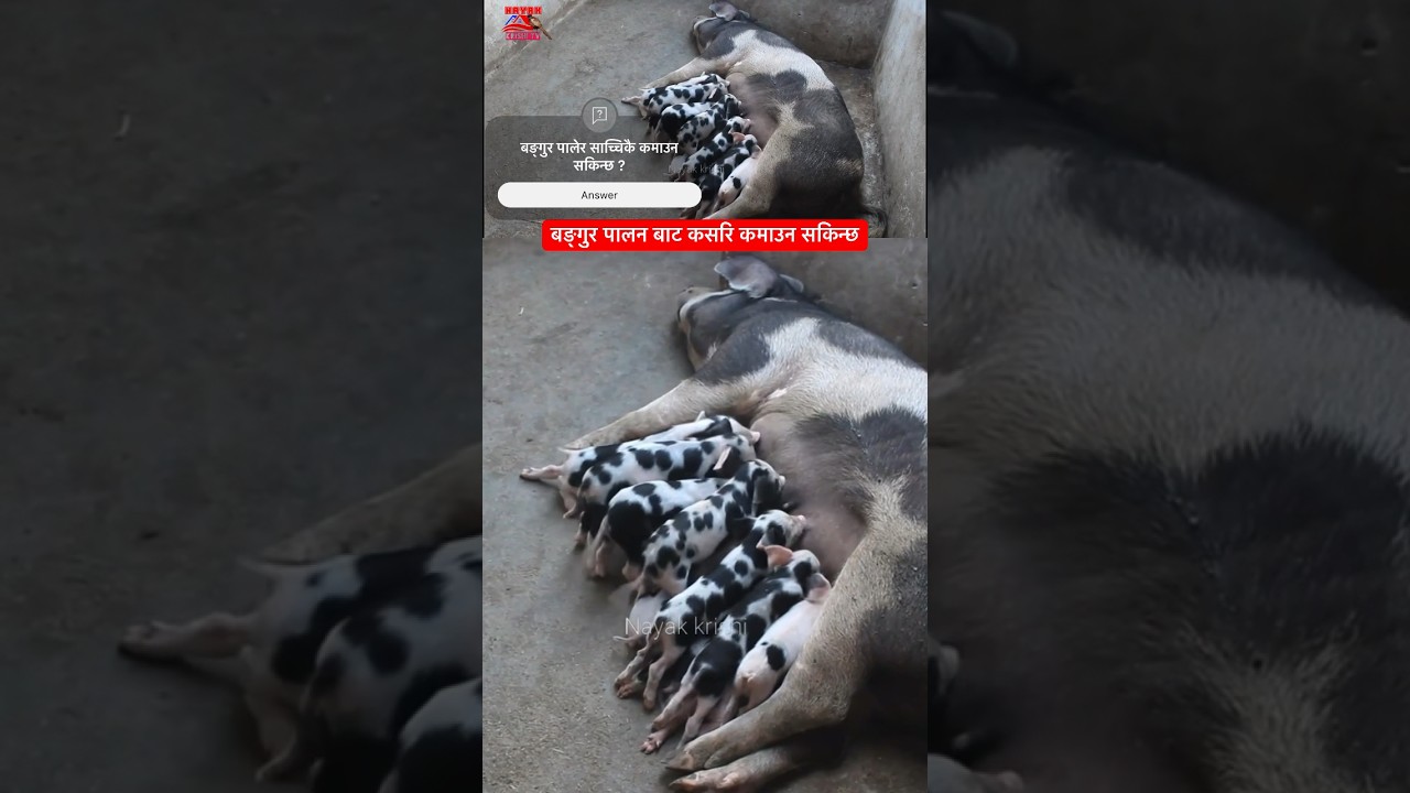 बङ्गुर पालन गरेर कमाउन सकिन्छ || कृषक | #nayakkrishitv #bangur #animals ...