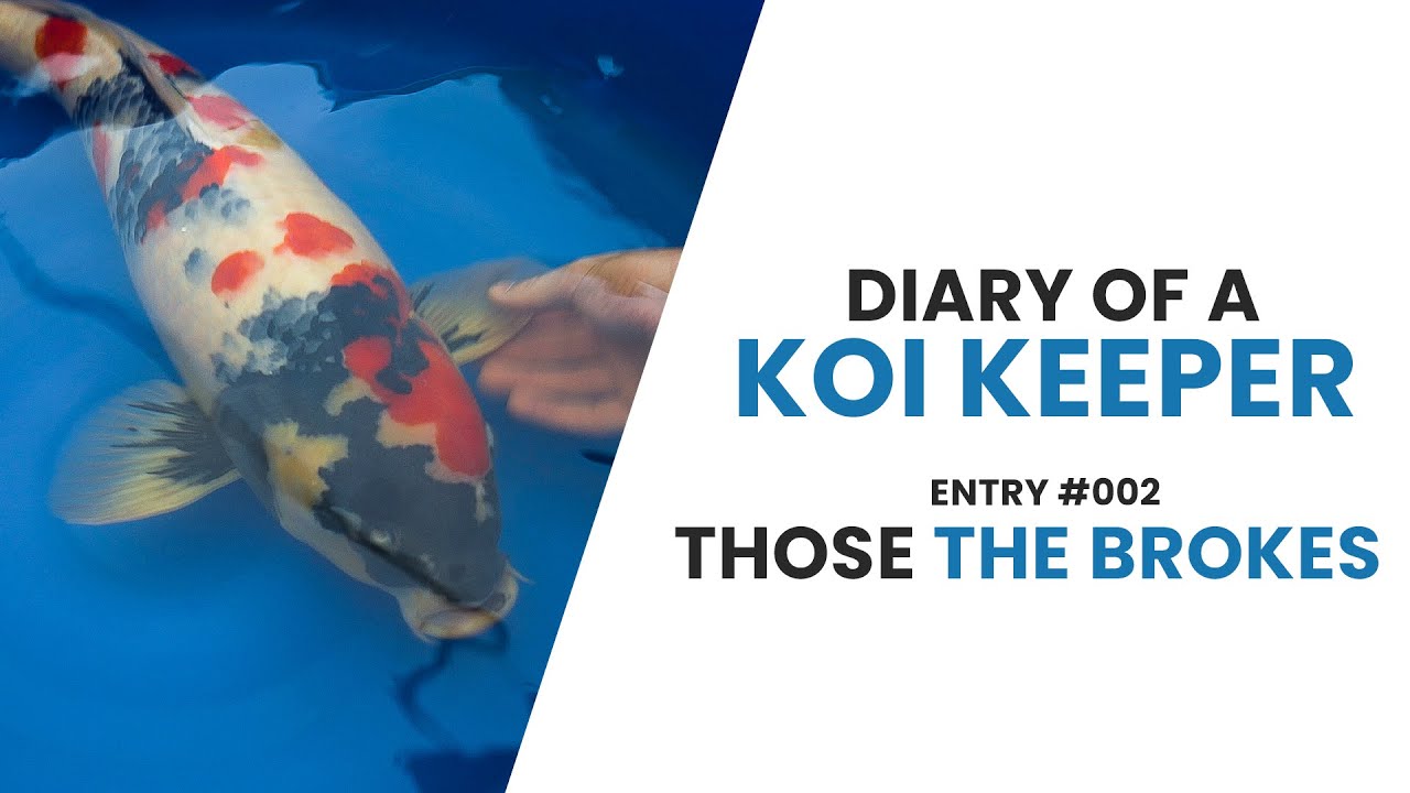 Diary Of A Koi Keeper | Entry #002 | Those The Brokes - YouTube