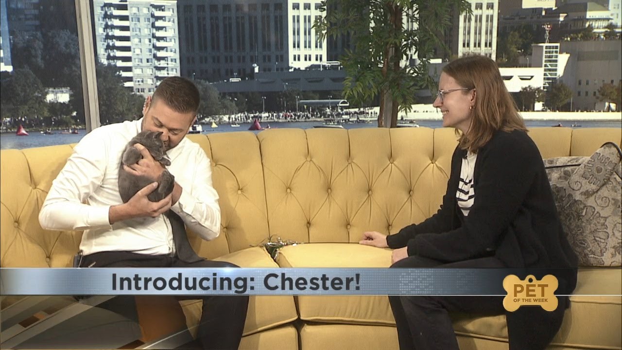 Pet of the Week: Meet Chester the Cat! - YouTube