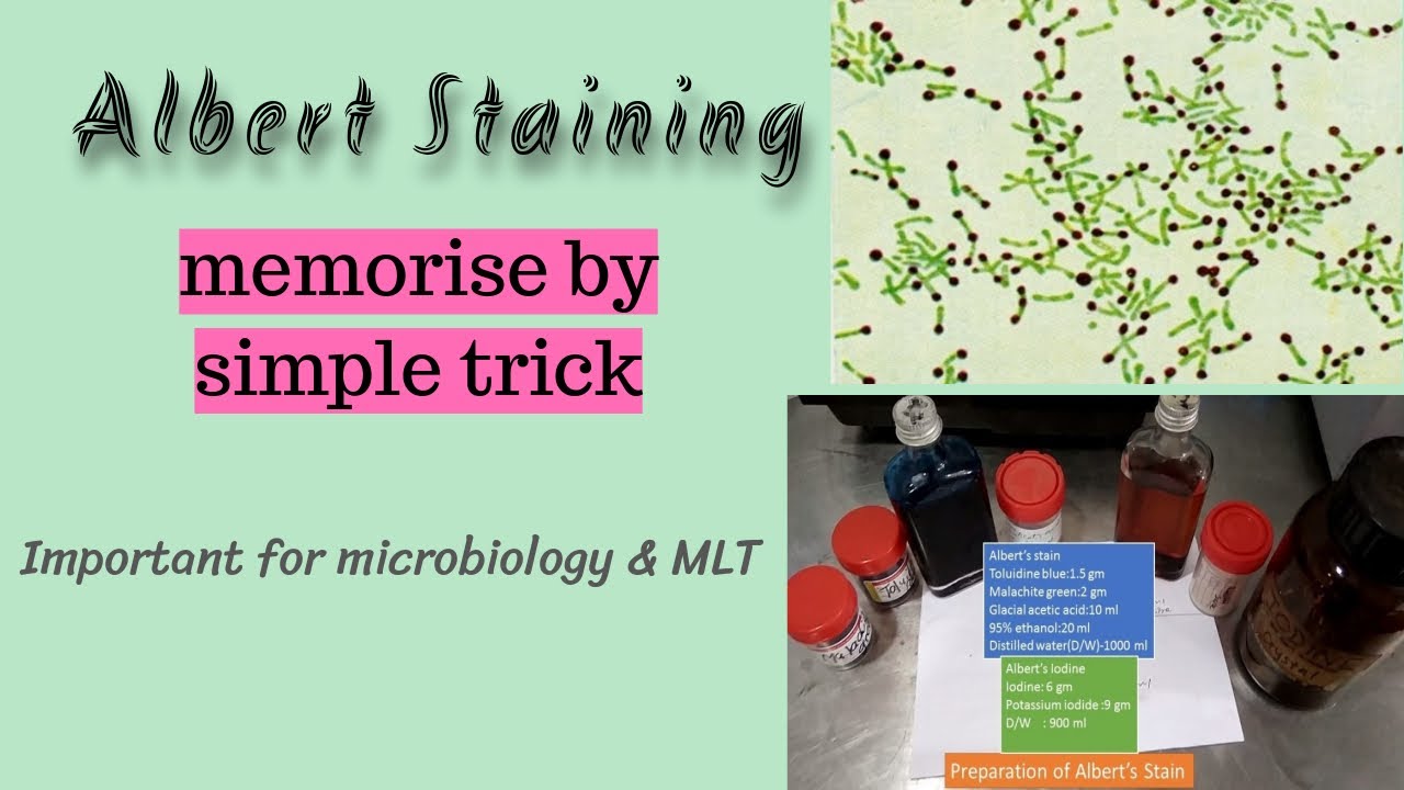 ALBERT STAINING(explanation with simple mnemonic) - YouTube