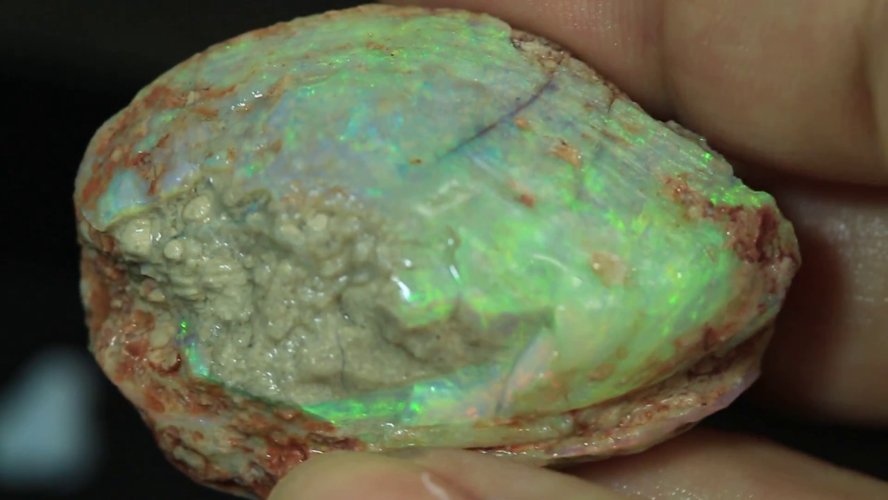 Australian LIGHTNING RIDGE FOSSIL SOLID OPAL ROUGH Sea Shell 9.35ct ...