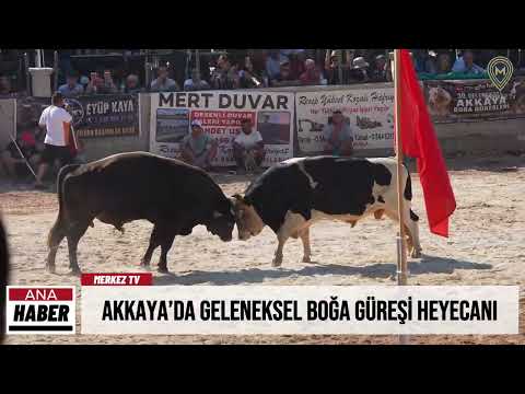 Akkaya’da Geleneksel Boğa Güreşi Heyecanı