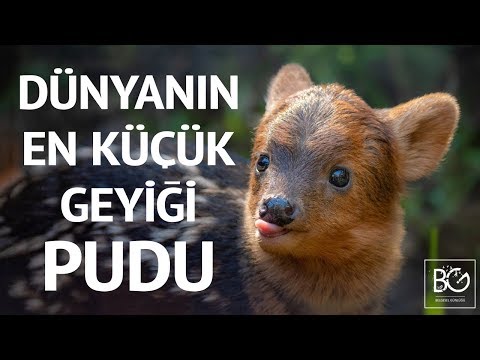 Dünyanın En Küçük Geyiği PUDU