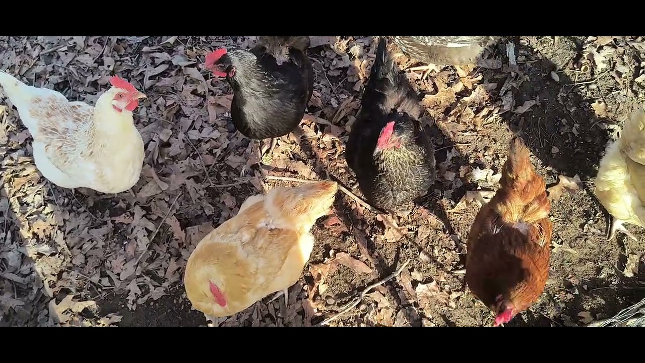 1/8/24 Flock update - YouTube