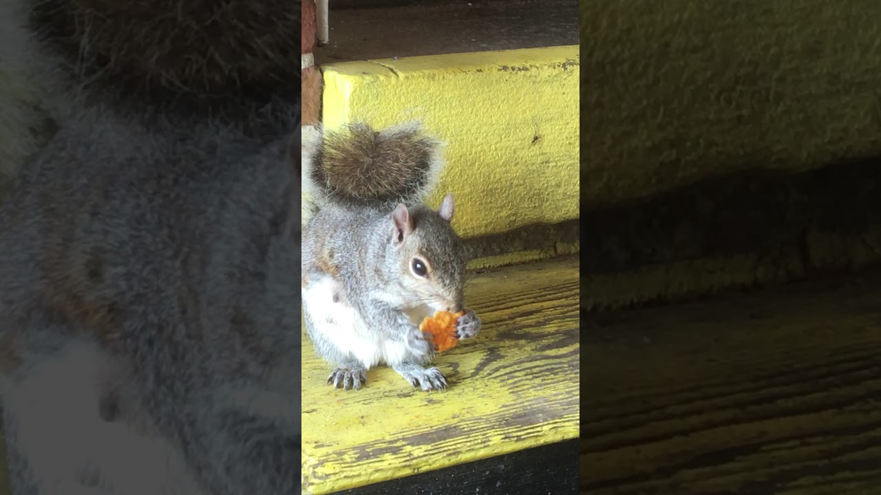 Hamster eating Chips In NY - YouTube