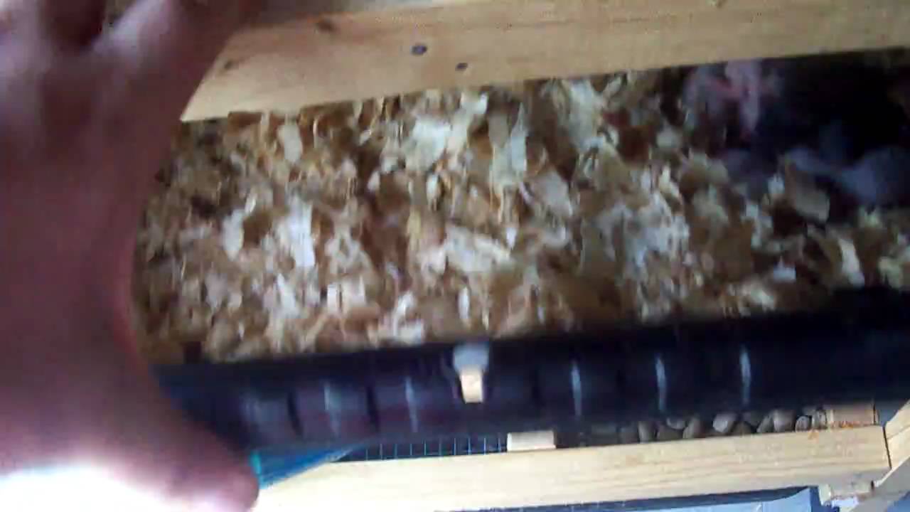 Rat Breeding Update - YouTube