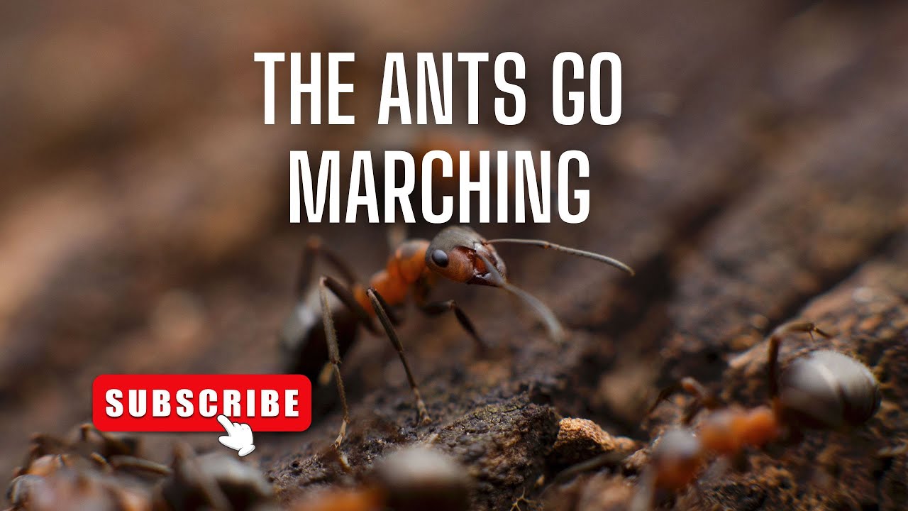 The Ants Go Marching, Army ants - YouTube