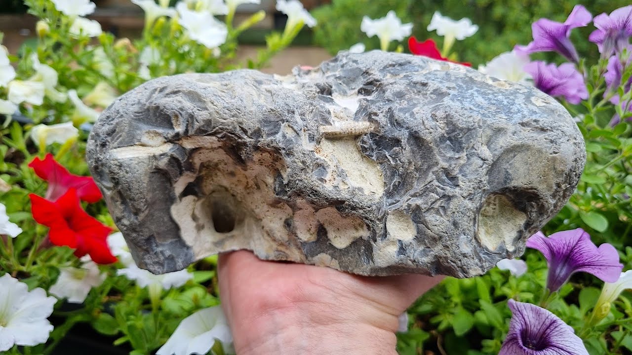 Ein Fund der Superlative! Fossilien suchen an der Ostsee - YouTube