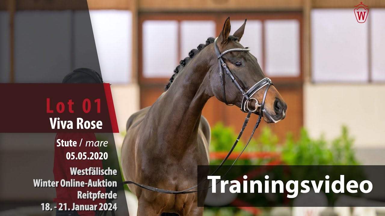 Winter-Auktion Training Lot 1 Viva Rose Stute v. Viva Gold - Sir ...