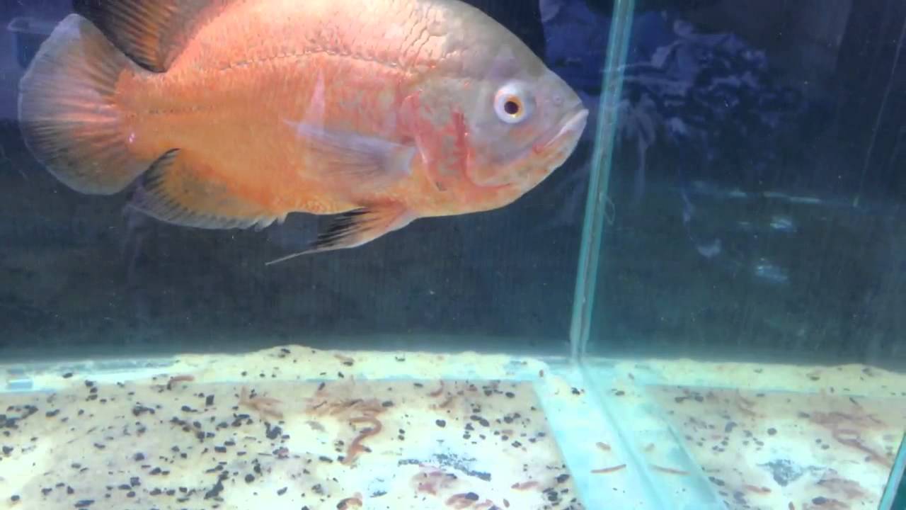 Peixe Oscar Red Ruby Vs. Tenebrio Gigante - YouTube