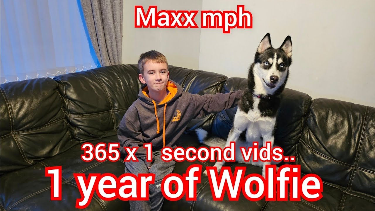 maxx mph- 1 year of Wolfie (1second everyday) - YouTube