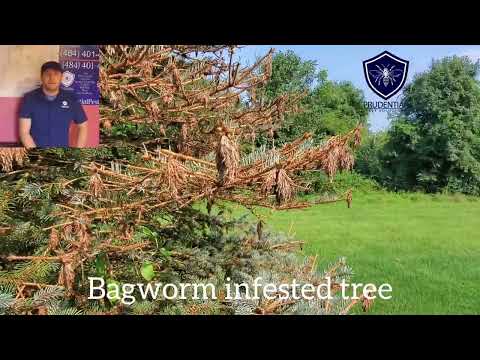 What Are The Worm Looking Things From Pine Trees