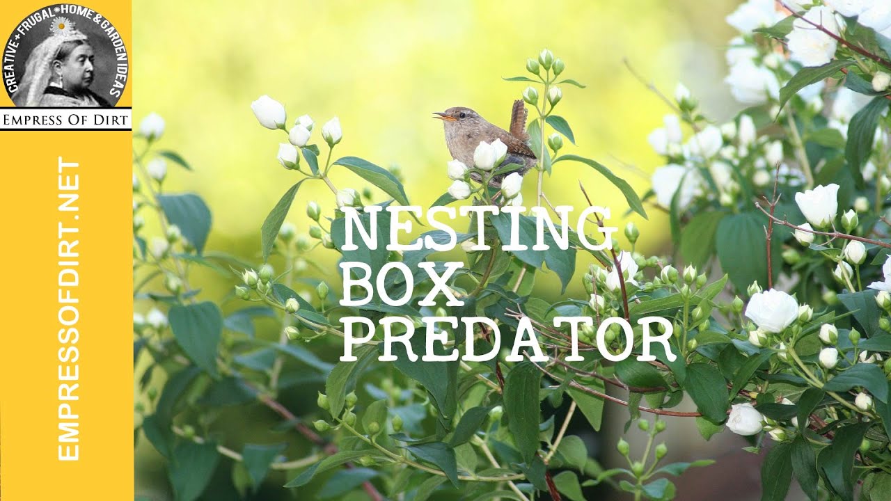 Predator! Starling tries to get into wren nesting box - YouTube