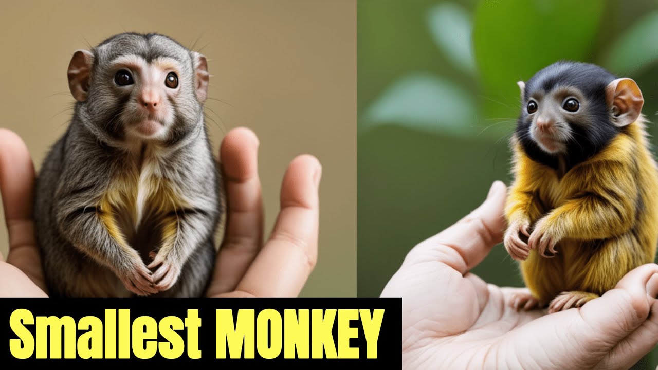 pygmy marmoset the pocket-sized monkey in the world #shorts #monkey # ...
