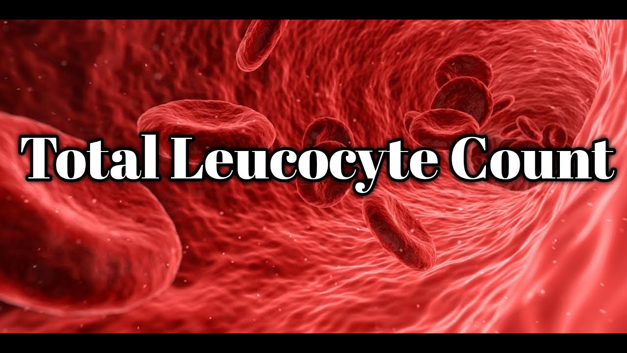 Total Leucocyte Count !! BIO MEDICAL !! - YouTube