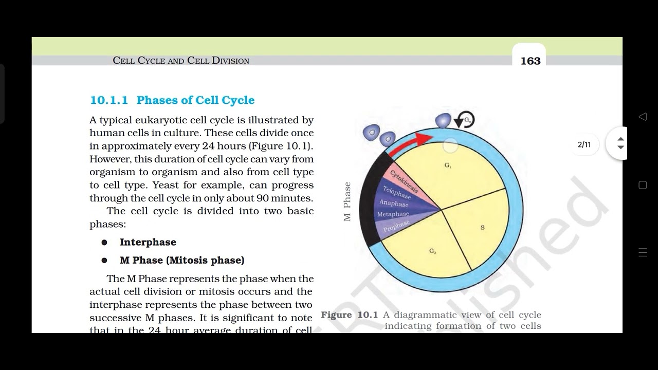 cell cycle part 1 Introduction interphase - YouTube