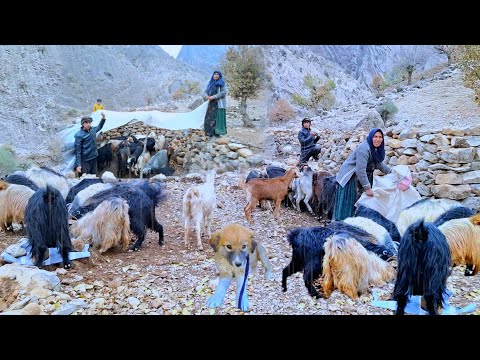 Köçəri Həyat: Qoyun Otlatmaq üçün Daş Axur Tikintisi | Və Zaqrosun Qəlbində Yağışlı Bir Gecə