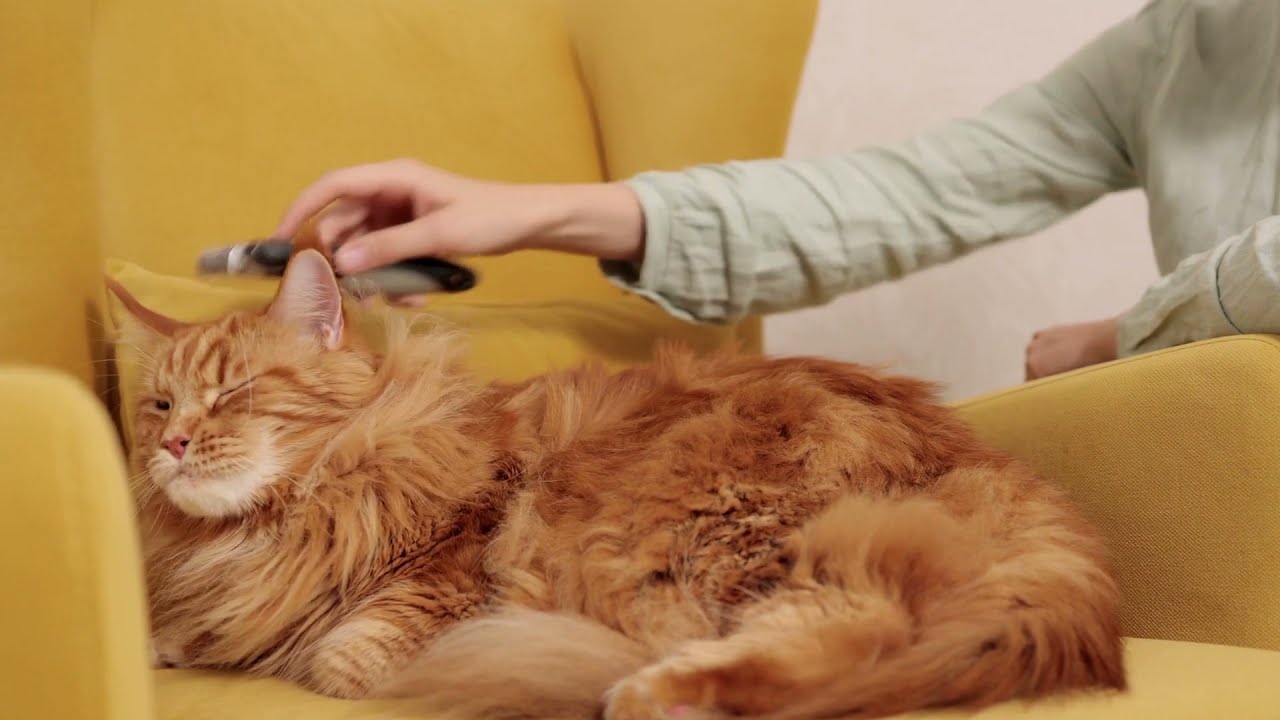 Copyright free, No copyright stock footage, Royalty free animal videos ...