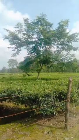 Hasimara tea garden # - YouTube