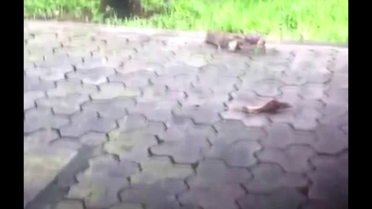 Crab vs Rat fight - YouTube
