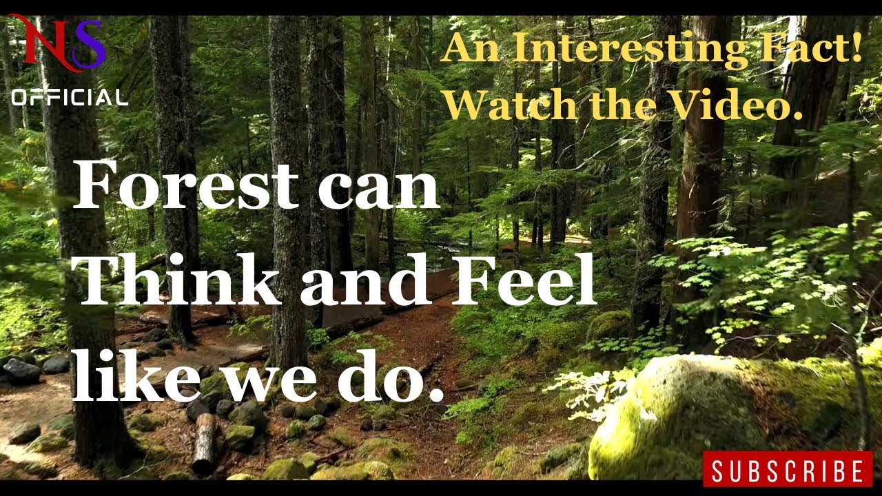 Thinking Forest. Forest Can Think and Feel Like Us. - YouTube