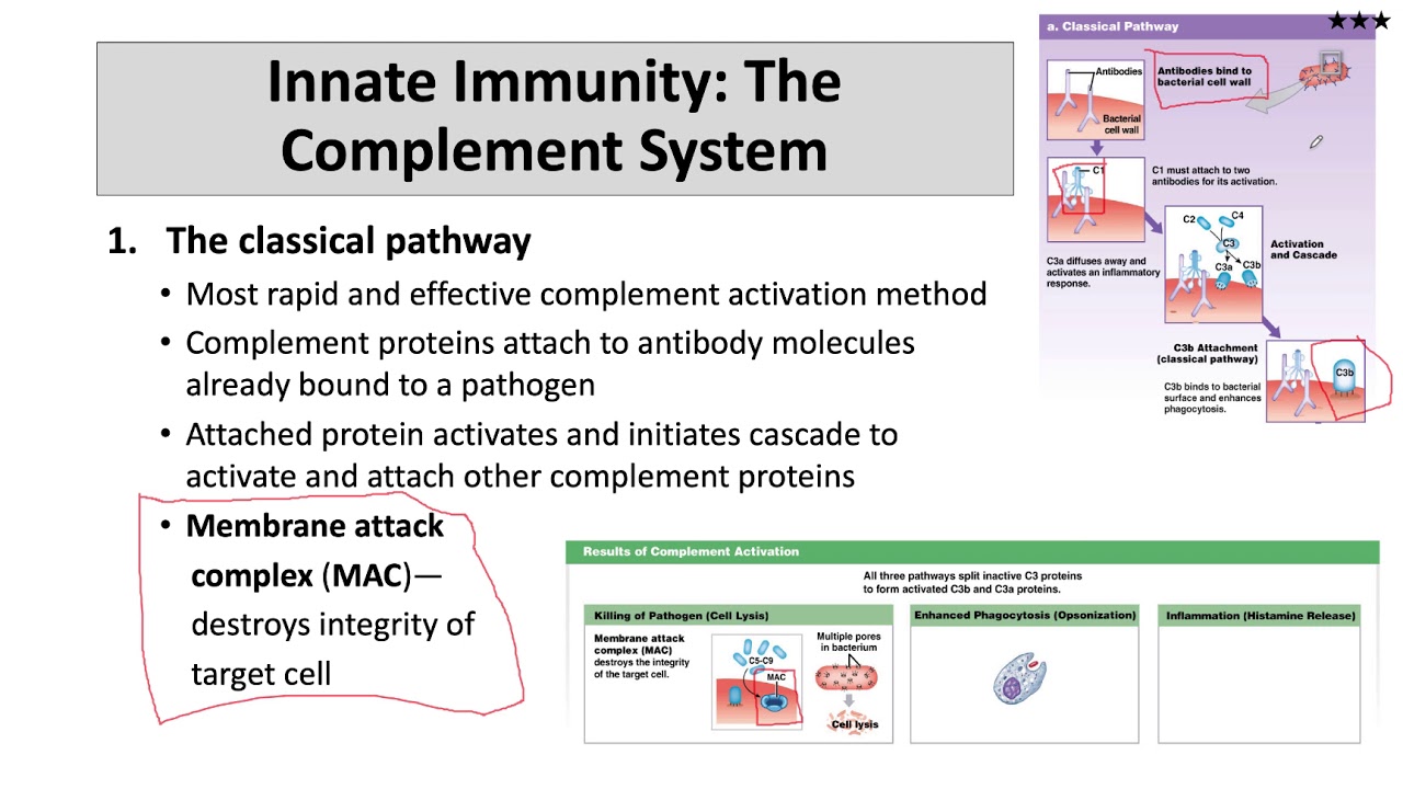 Interferons And The Complement System YouTube interferons-and-the-complement-system-youtube