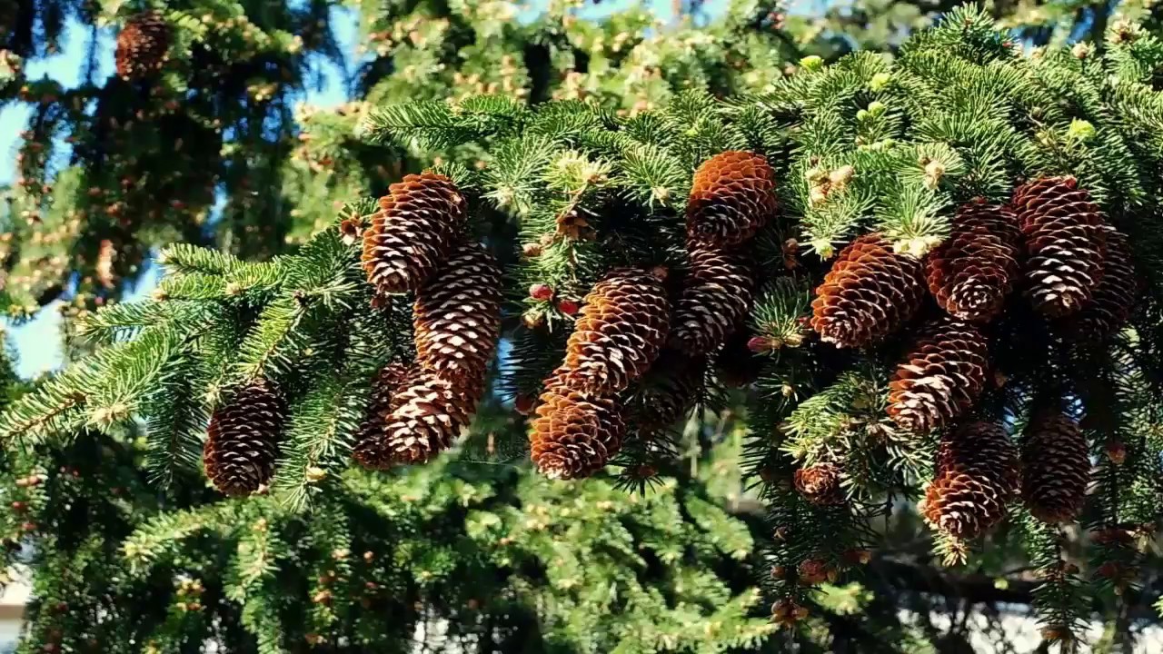 Propiedades Medicinales Del Abeto - Para Que Sirve El Abeto - YouTube