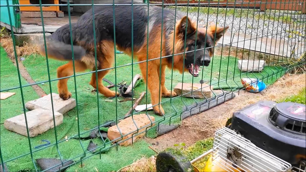 The greatest enemy of dog/Największy wróg psa - YouTube