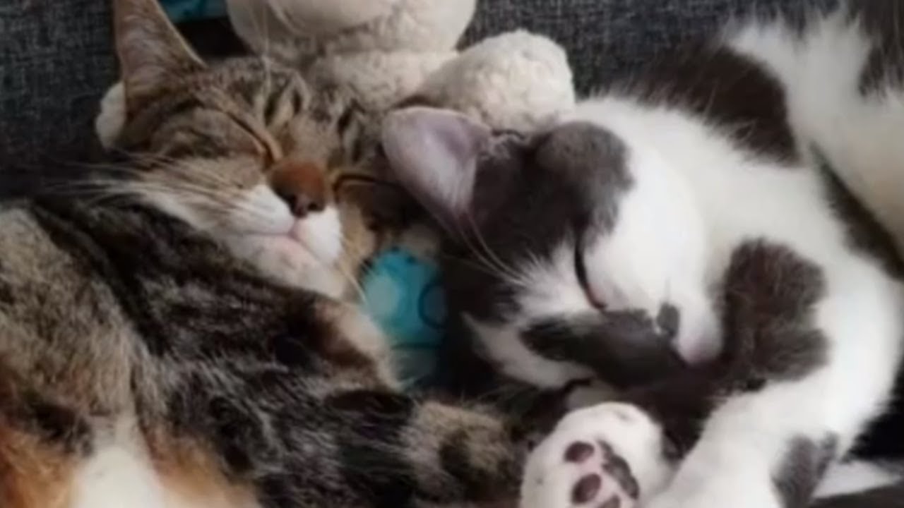 Kittens preciously snuggle with each other - YouTube