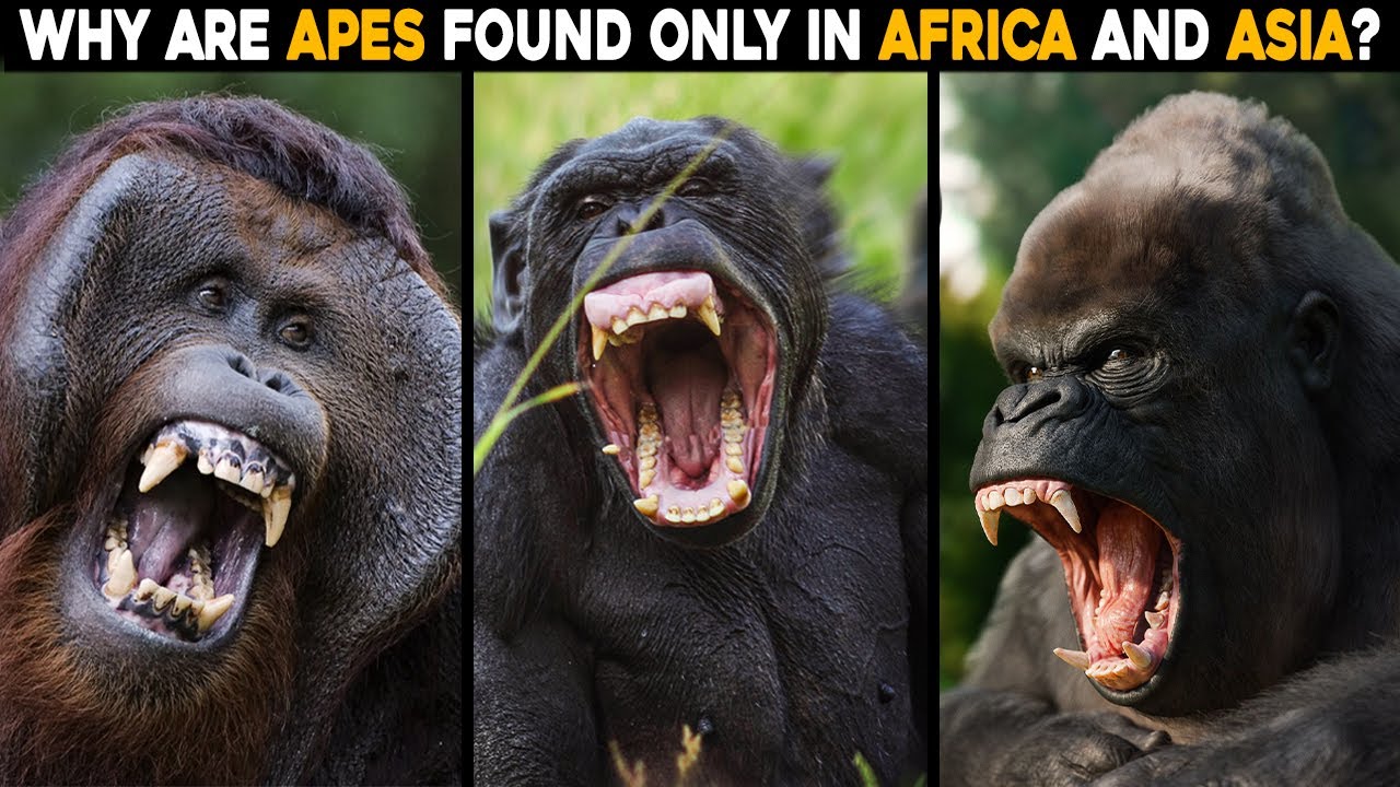 Why Are There No Apes In North America, Europe and South America? - YouTube