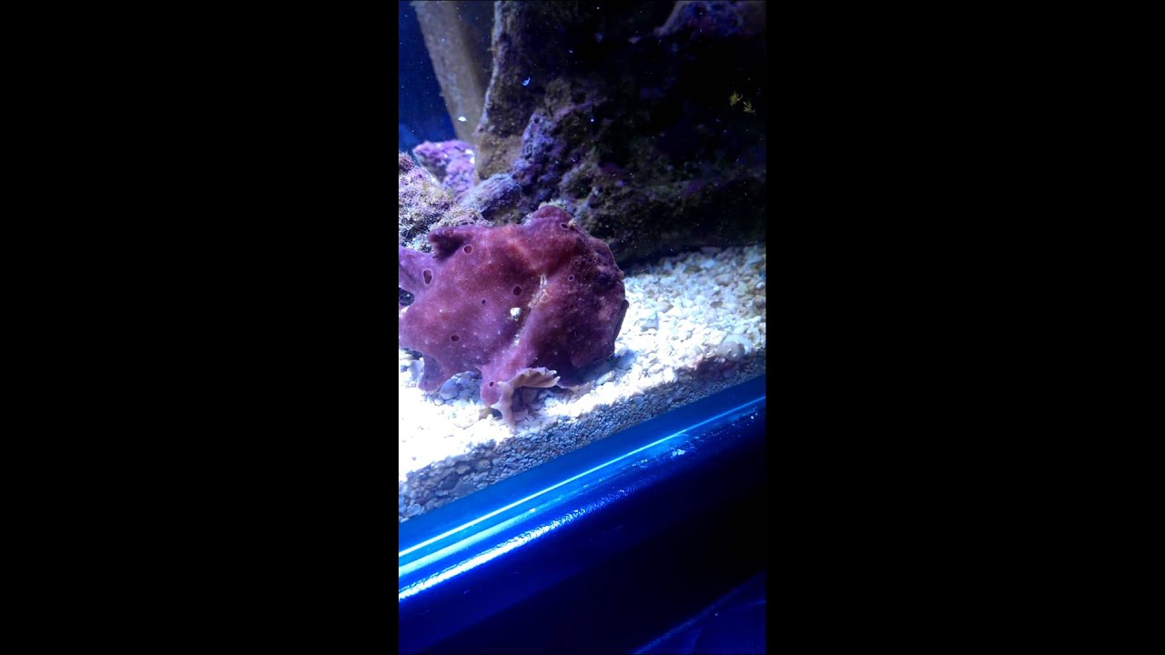 Red Angler Fish strikes again! - YouTube