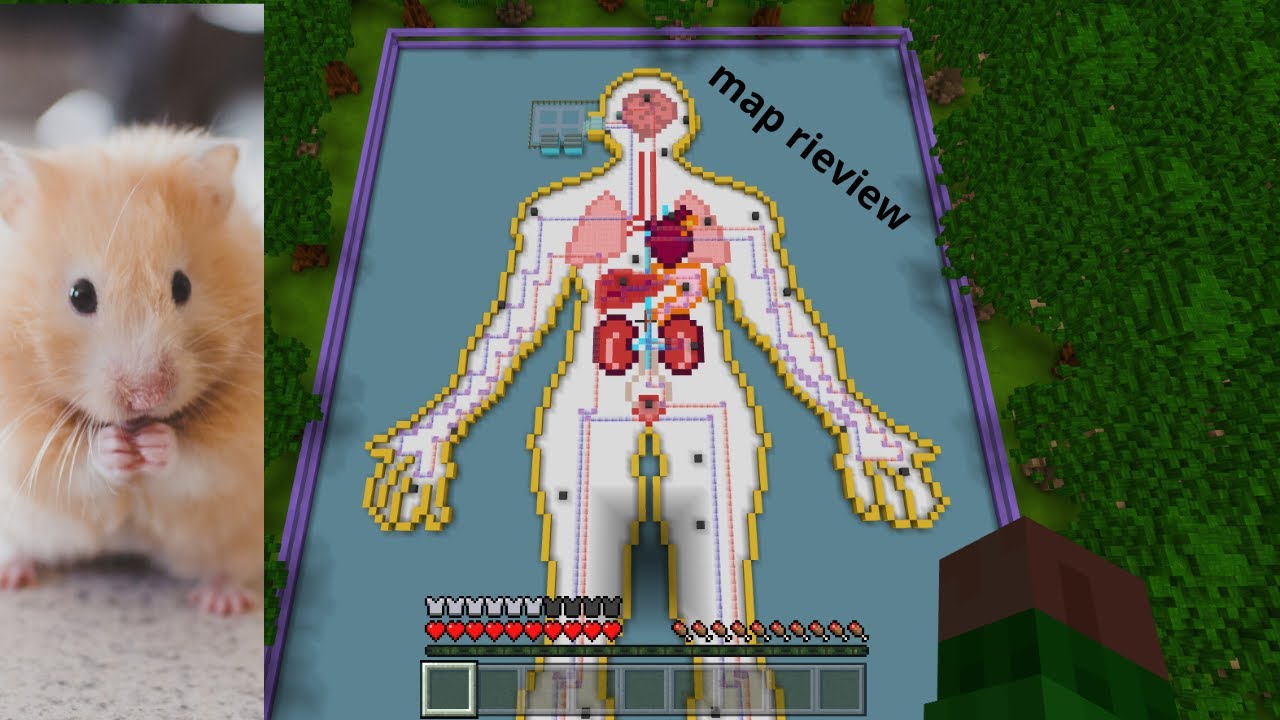 The human body map review - YouTube
